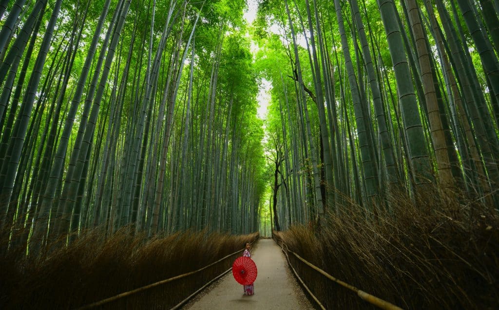 insta kyoto_Bamboo forest - ANA Experience Class